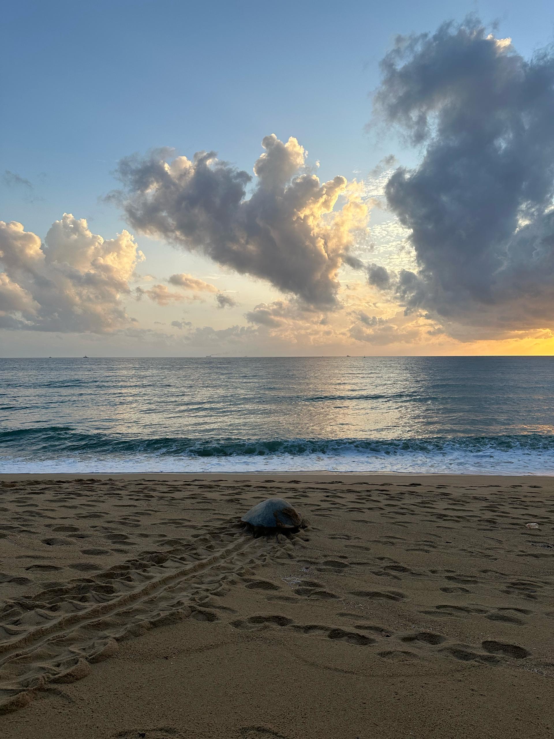 Turtle Watching with PULIHARA - PULIHARA